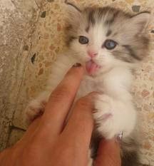 صور القط الشيرازى المون فيس Shirazi cat Moon Face