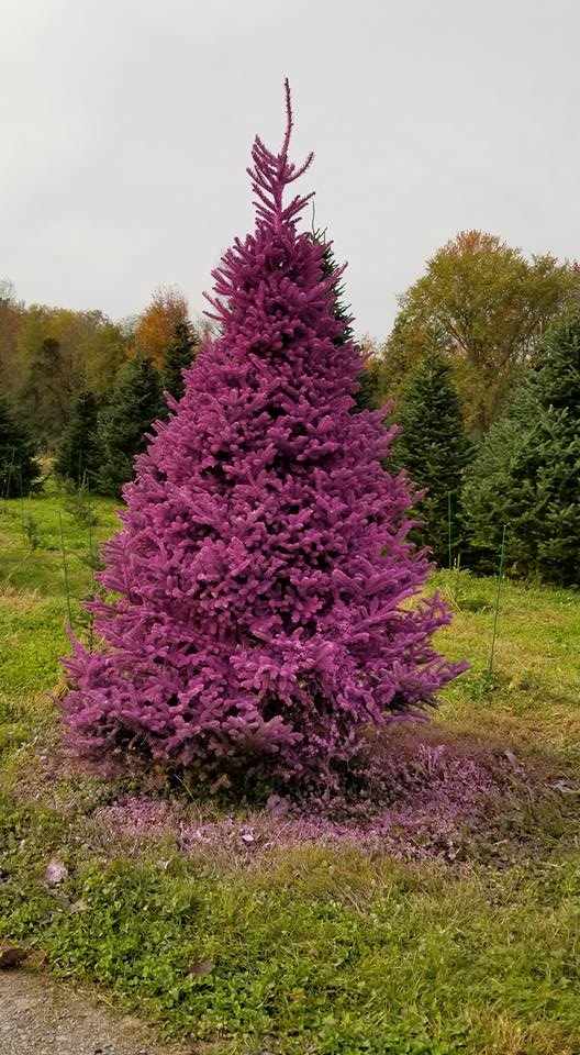 Empire State Farming: 2017