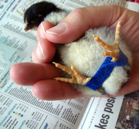Spraddle Leg and Curled Toes in Baby Chicks | Prevention and Treatment ...