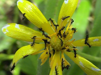 The Mermaid's Tale: Nature's wierdos. The oil beetle!
