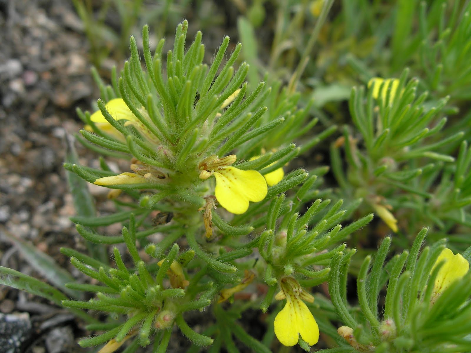 FLORA CAMPO DE MONTIEL Y ALREDEDORES: PINILLO, PINILLO DE LAS PIEDRAS ...