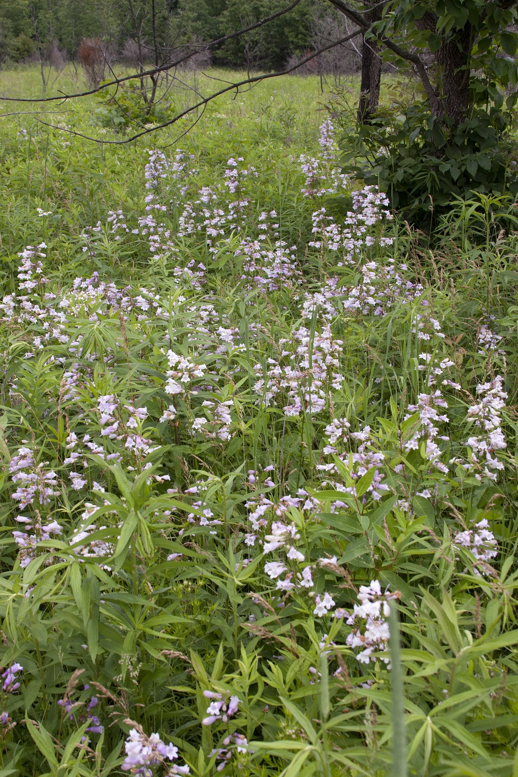 Environmental Almanac: Appreciating, maintaining Horseshoe Bottom ...