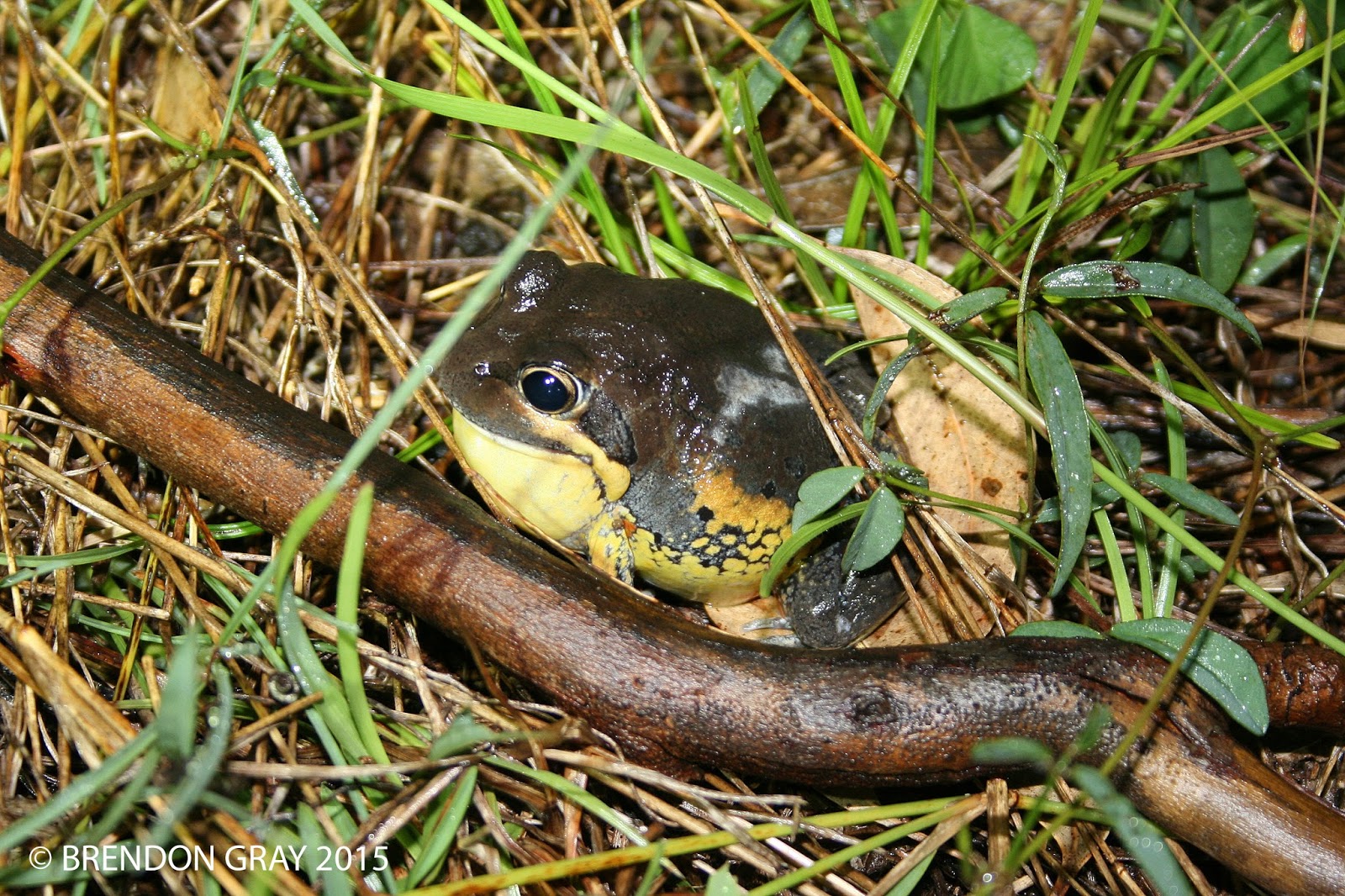 Native Frogs are loving the November Rain