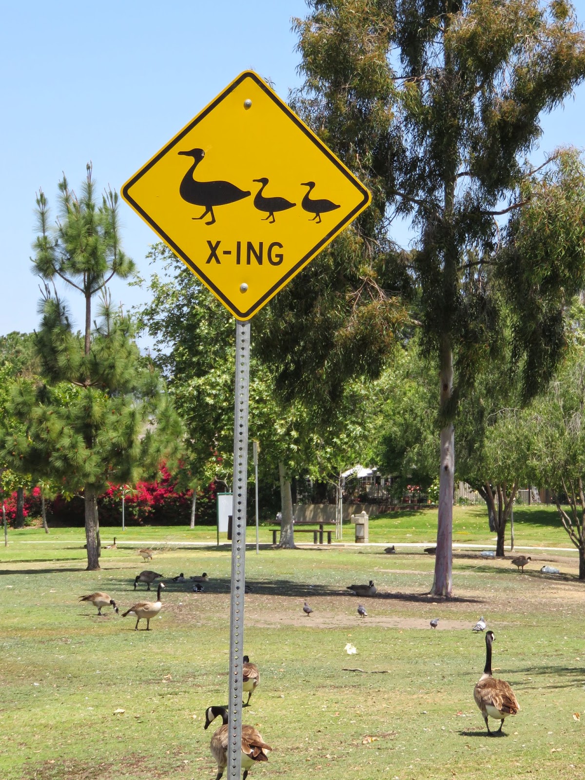 The Backyard Birder: Lake Forest posts goose crossing signs