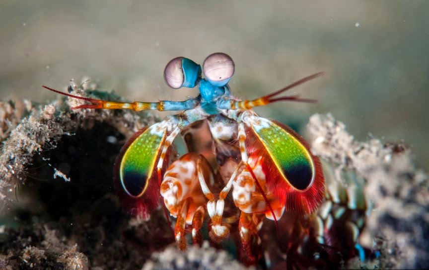Mantis Shrimp – Bullet Fist