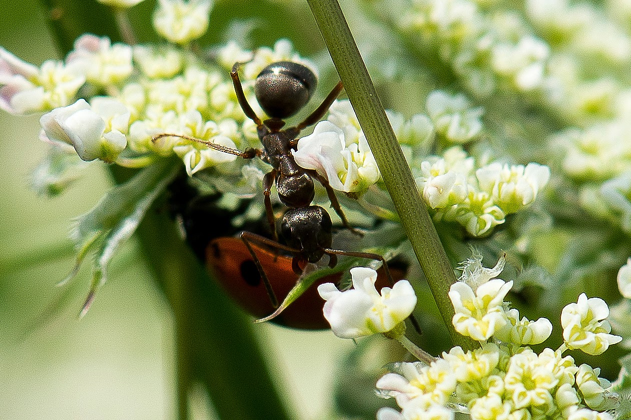 INSECTES et cetera ...: Le Puceron et la Fourmi