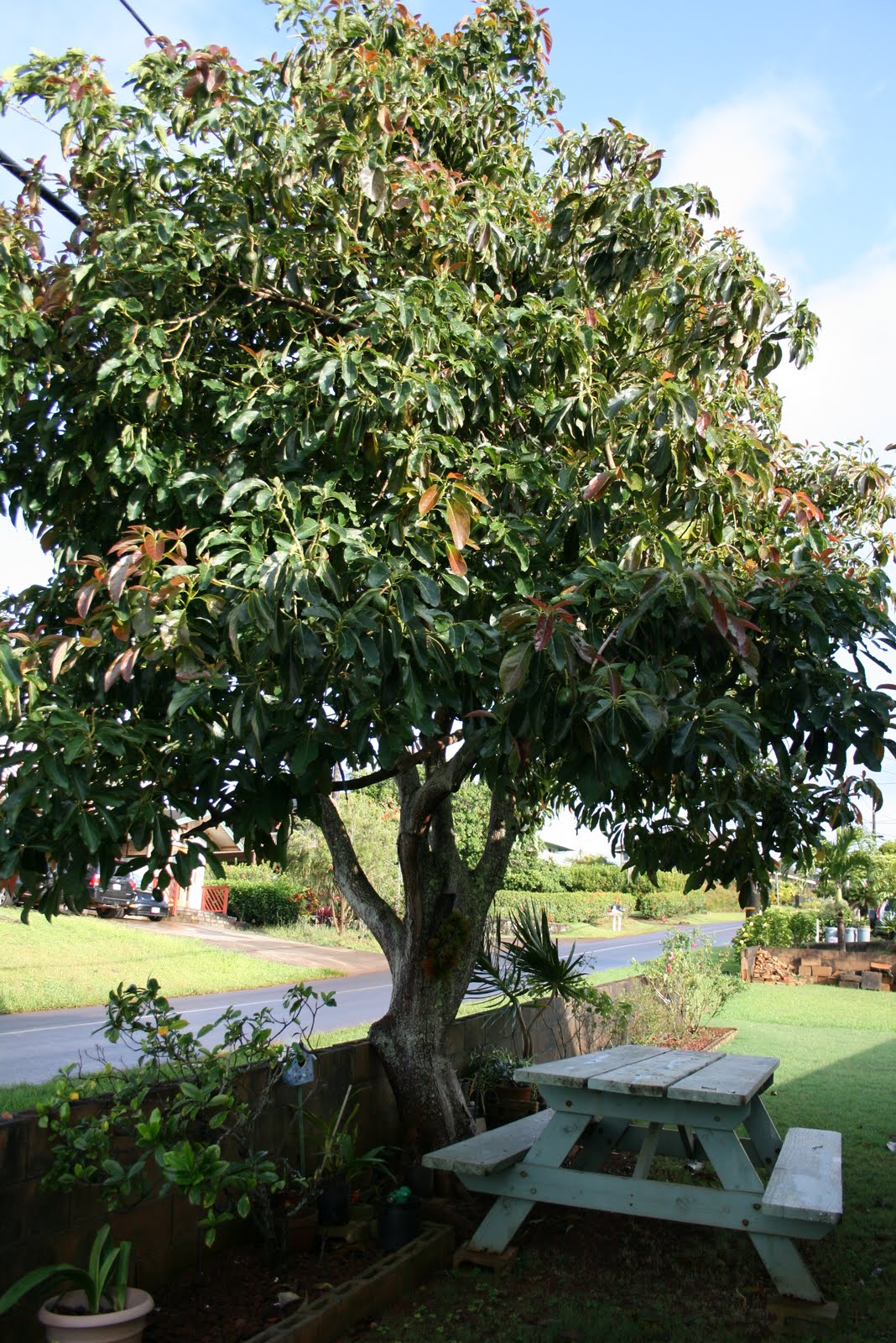 Tasty Travels... food is the language of love: Dad's Avocado Tree