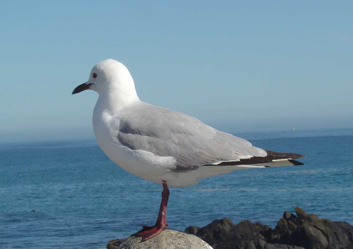 Seagull - Wild Life Planet