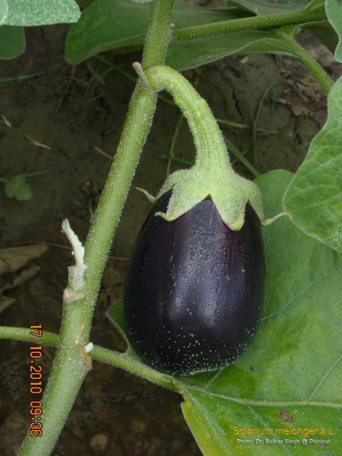 Medicinal Plants: Solanum melongena brinjal eggplant vankaya kattiri ...