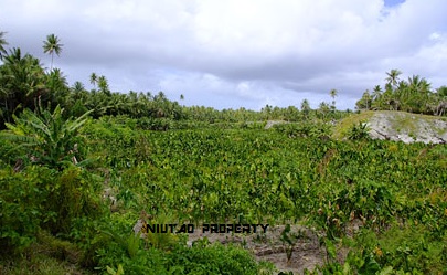 NIUTAO MUSEUM: PLACE