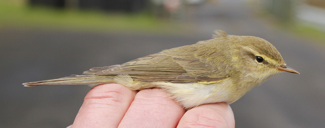 Another Bird Blog: Willows In The Wind