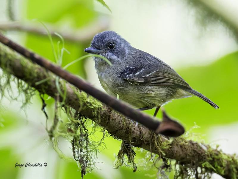 Argentina nativa: Choca amarilla (Dysithamnus mentalis)