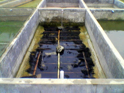 Jenis-Jenis Wadah Budidaya Ikan