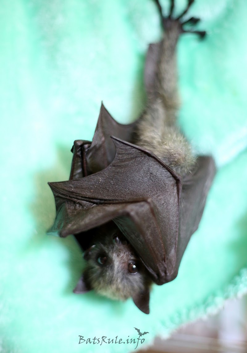 Rehab | Megabats adults and babies in care, Flying-fox, Fruit bats