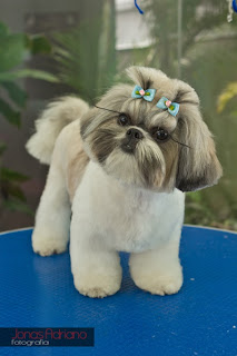 Living and learning: Tosa bebê para Shih-Tzu