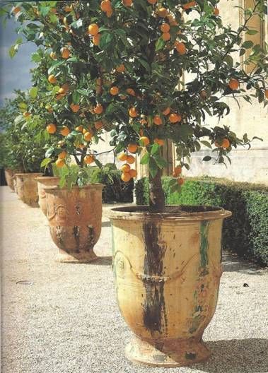 Eye For Design: The Old World Charm Of Potted Citrus Trees......Indoors ...