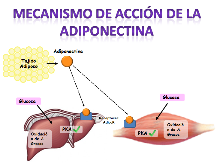 Adiponectina: Adiponectina