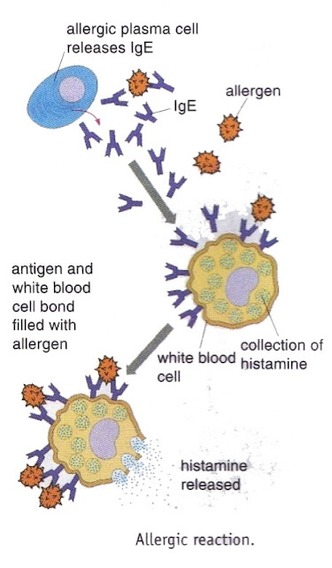 2013 Allergic Immediate Type And Delayed Type - New Science Biology