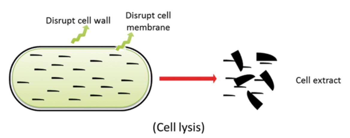 Méthodes et techniques de lyse cellulaire | BioEduc