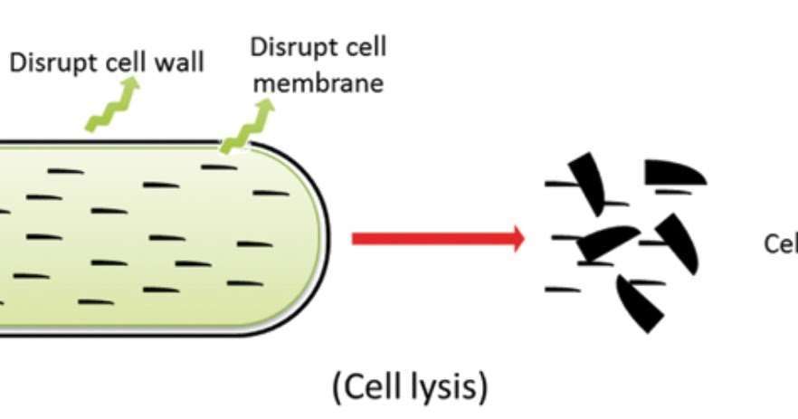 Méthodes et techniques de lyse cellulaire | BioEduc