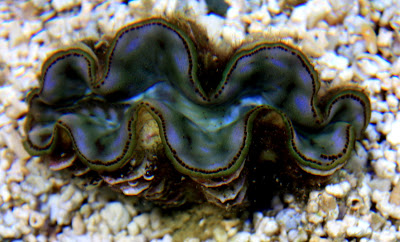 Corail Innovation: Arrivage bénitiers