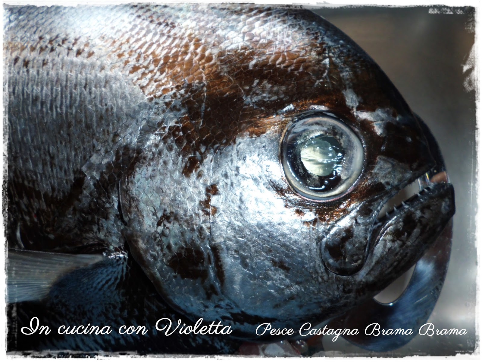 In Cucina Con Violetta: Farfalle con Pesce Castagna Brama Brama