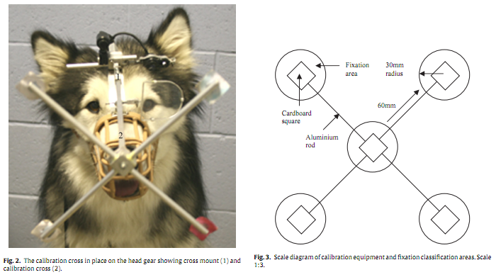 Martin Tall On Gaze Interaction: Development of a head-mounted, eye ...