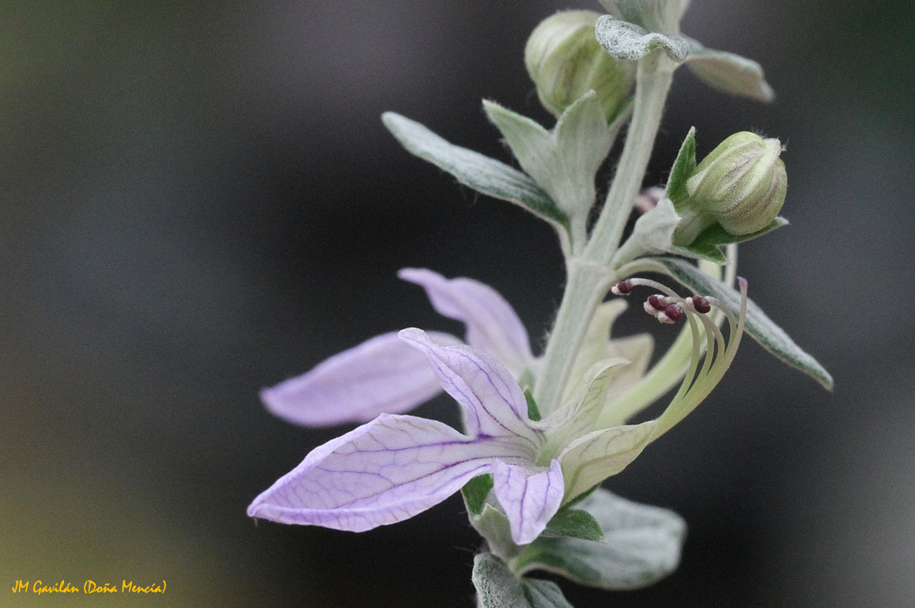 Flora de la Sierra Subbética - JM Gavilán -: Teucrium fruticans ...