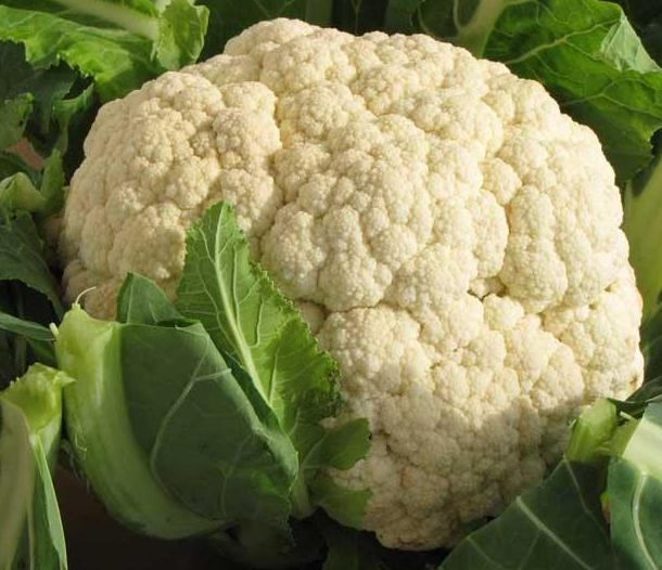 DIBUJOS ALIMENTOS FOTOS IMAGENES : FOTOS DE COLIFLOR