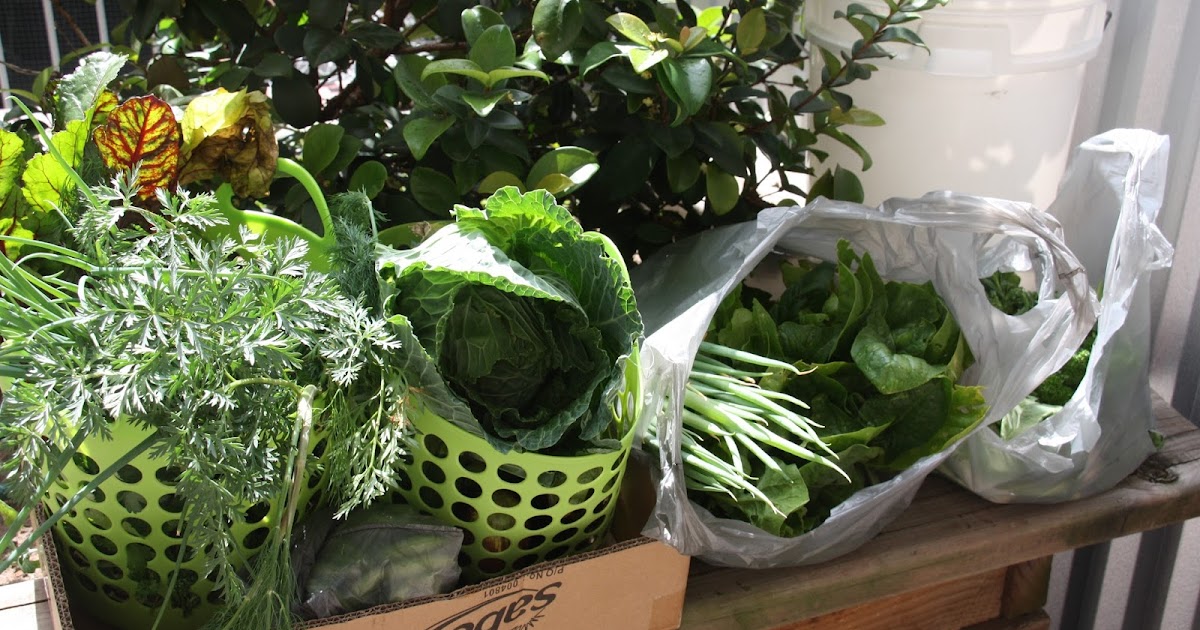 St Laurence's College Urban Farm: PEAK Dinner uses Urban Farm produce