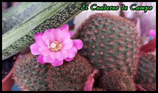 El Cuaderno de Campo: Cactus que han dado flor en mayo: Rebutia ...
