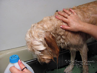 Pet Grooming: The Good, The Bad, & The Furry: Tuesdays Tip #50 Leaving ...