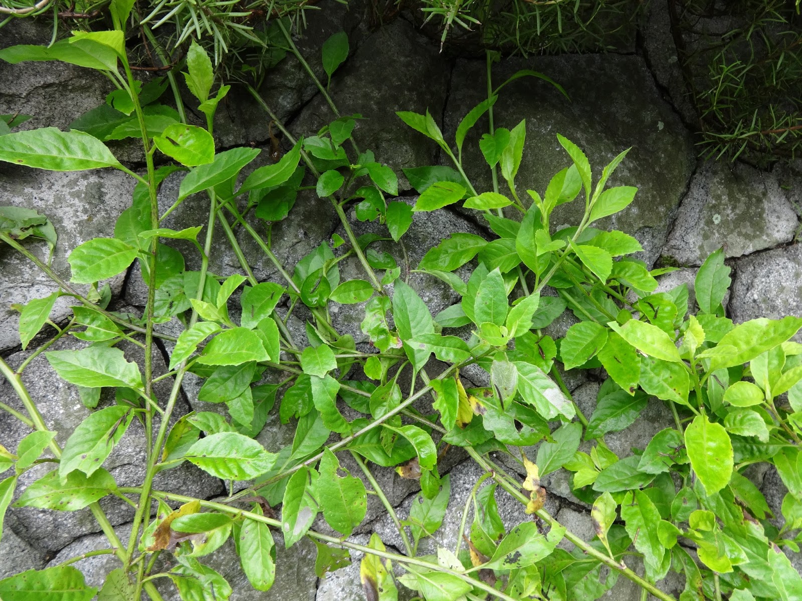 Herbs from Distant Lands: Gynura procumbens - Sabungai, Leaves of Gods ...