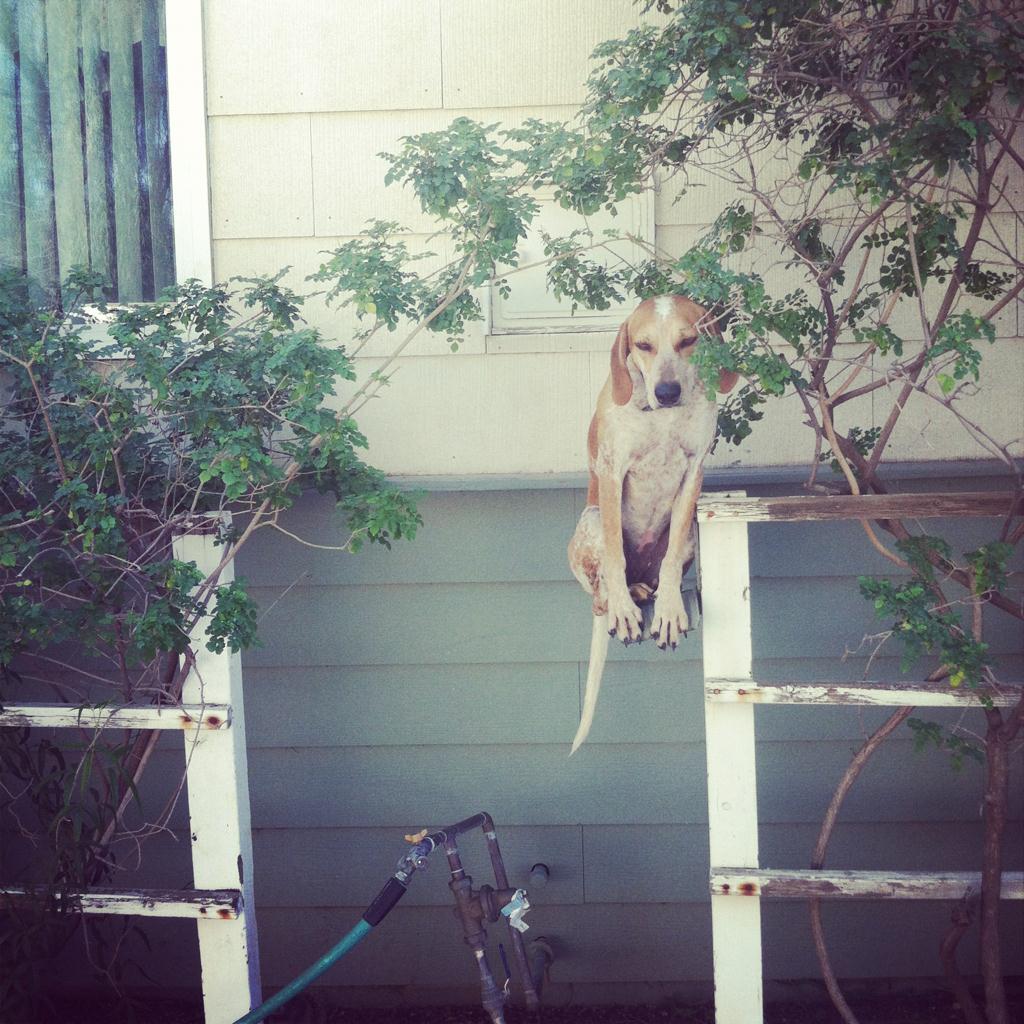 Maddie the Coonhound standing on things (35 pics) | Amazing Creatures