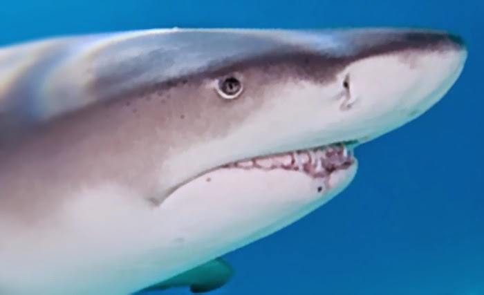 Ini Hiu-Hiu Raksasa di Segenap Penjuru Lautan ~ One web id