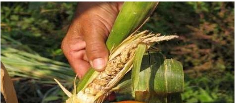 EL EDITORIAL HUEHUETECO : EL TEOCINTE Y TEOCINTLE