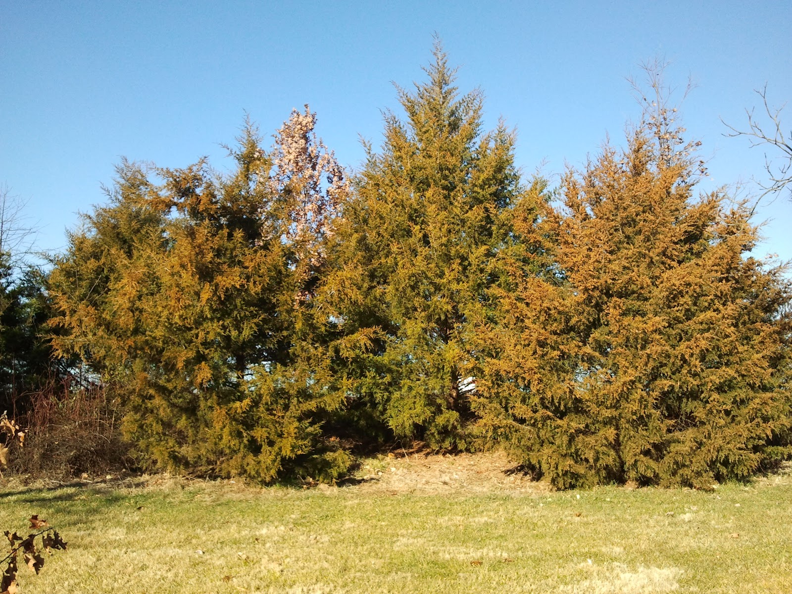 Powell Gardens' Blog: A Sample of Colorful Evergreens from Powell Gardens