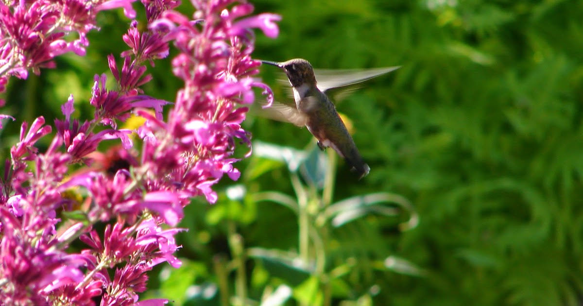 New Utah Gardener: The Most Drought-Tolerant Waterwise Flowers ...