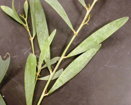 MCQ on Angiosperms Morphology