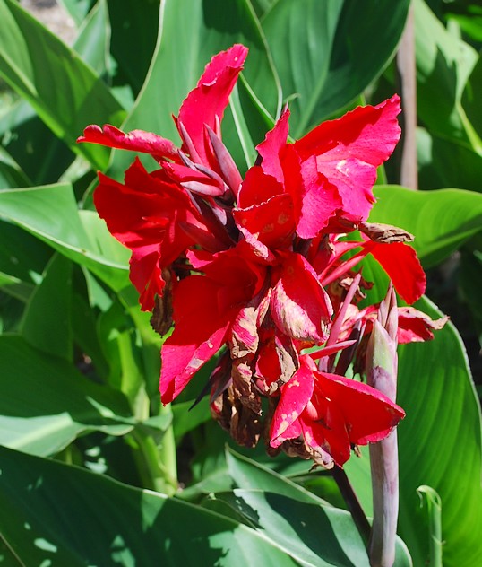 Flore sauvage en Suisse (et Jardins botaniques): CANNA INDICA L.