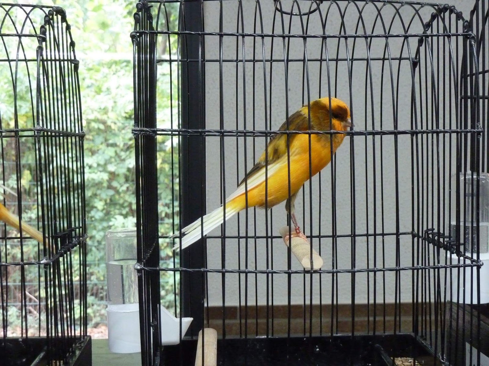 Greek Yorkshire Canaries: Southern Yorkshire Canary Accosiation Show 2016