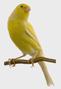 yucca666: American Singer Canary