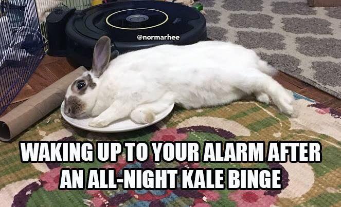 Rabbit Ramblings: Funny Bunny Monday Meme*day