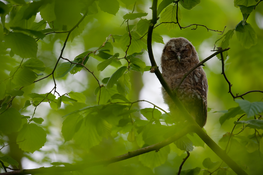 Beelden uit de natuur: Bosuil