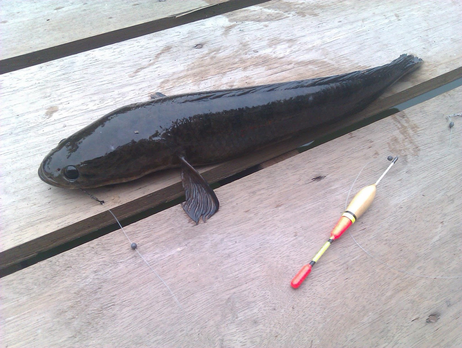 Common Snakeheads - Part 2 - Baits & Techniques | THE ANGLERS