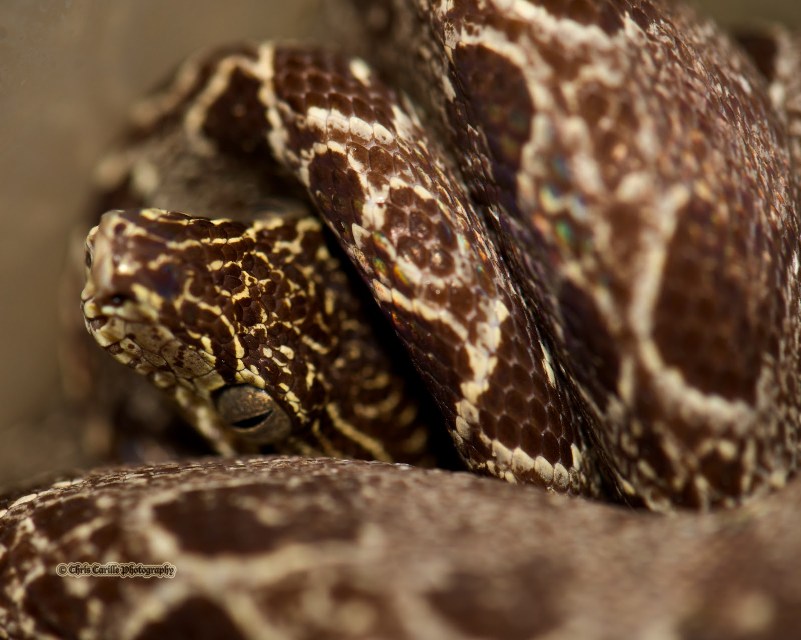 Garden of Eden Exotics & CC Photography: The Unpredictably Variant ...