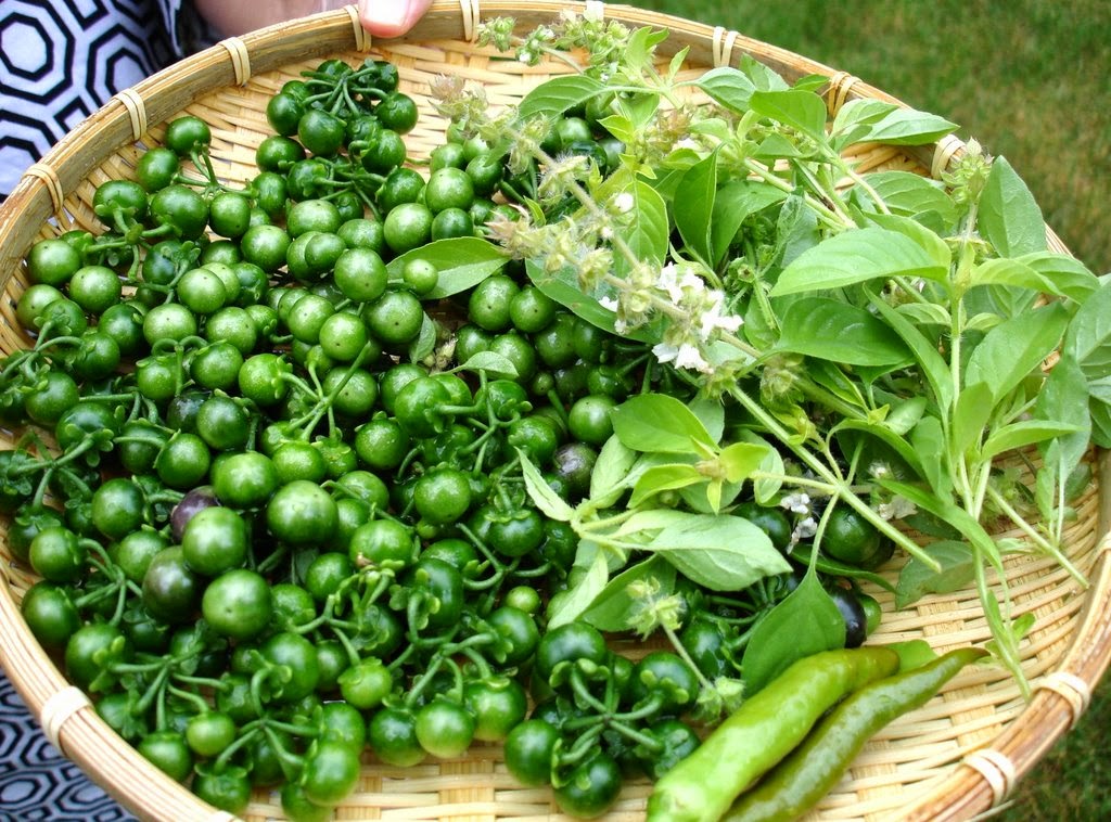 Manfaat Leunca Untuk Obat Berbagai Penyakit - Syabab Indonesia