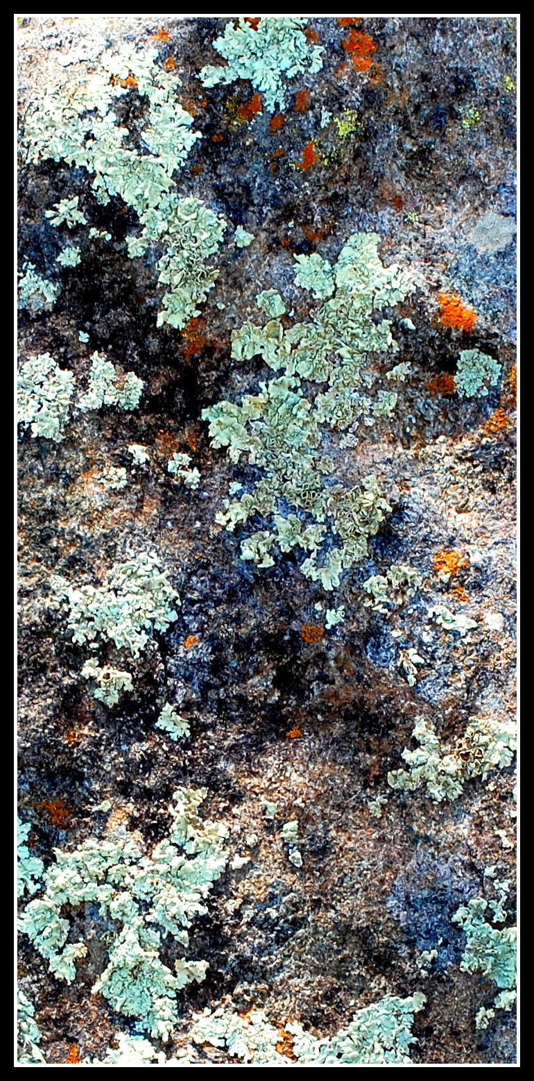 Shutterbugs Capturing the World Around Us: Lichen Shapes and Colors