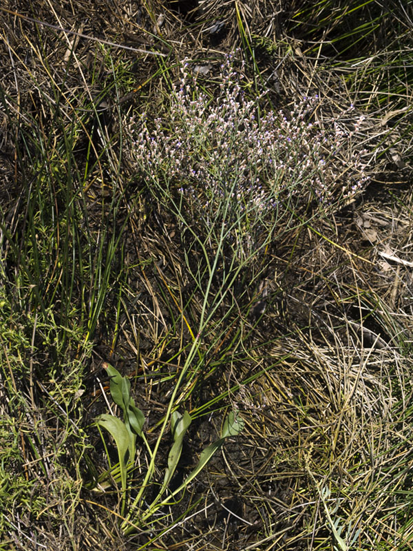 Paseos por la naturaleza: Limonium humile. Acelga salada.