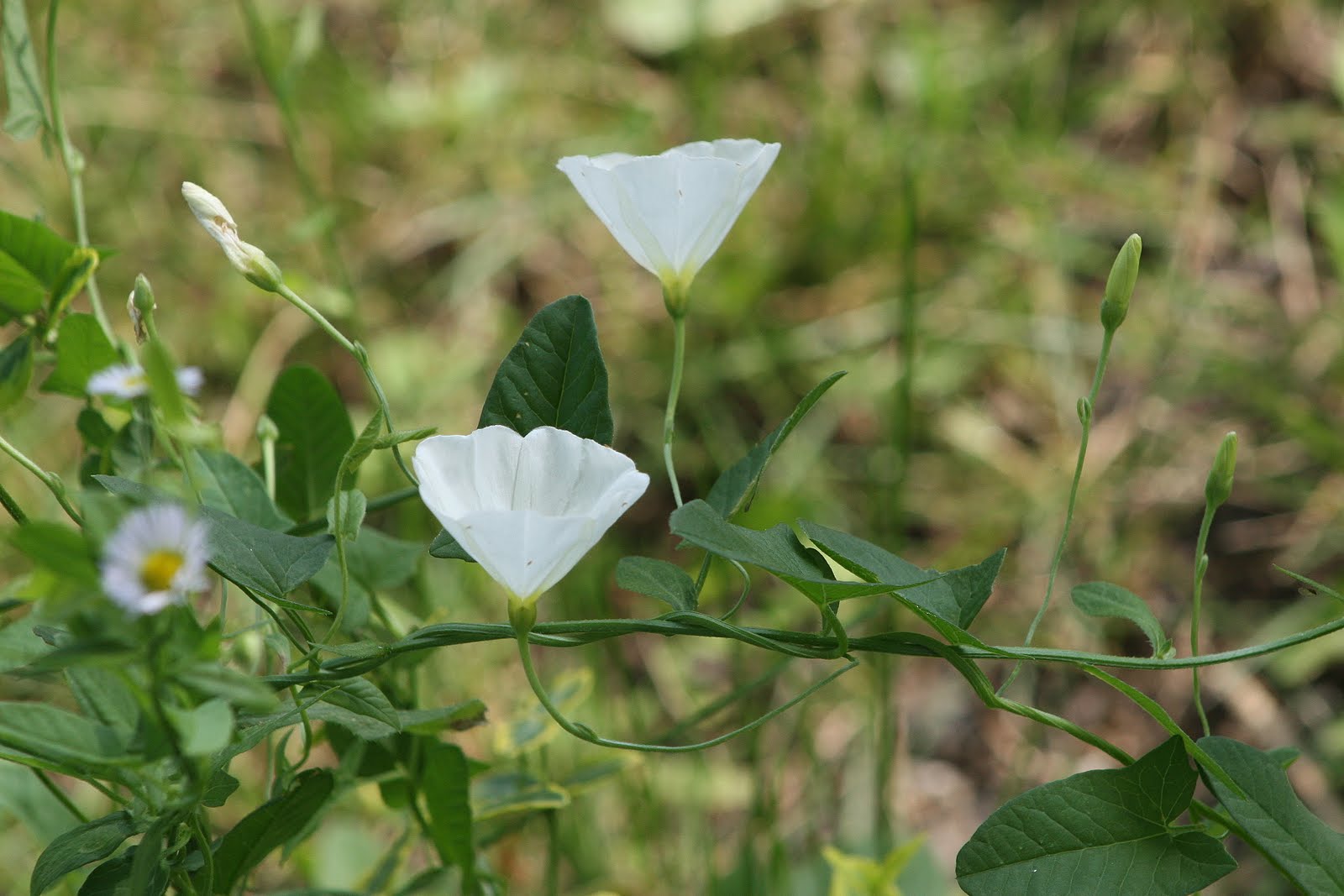 Twinkling Along: Bindweed Beauty